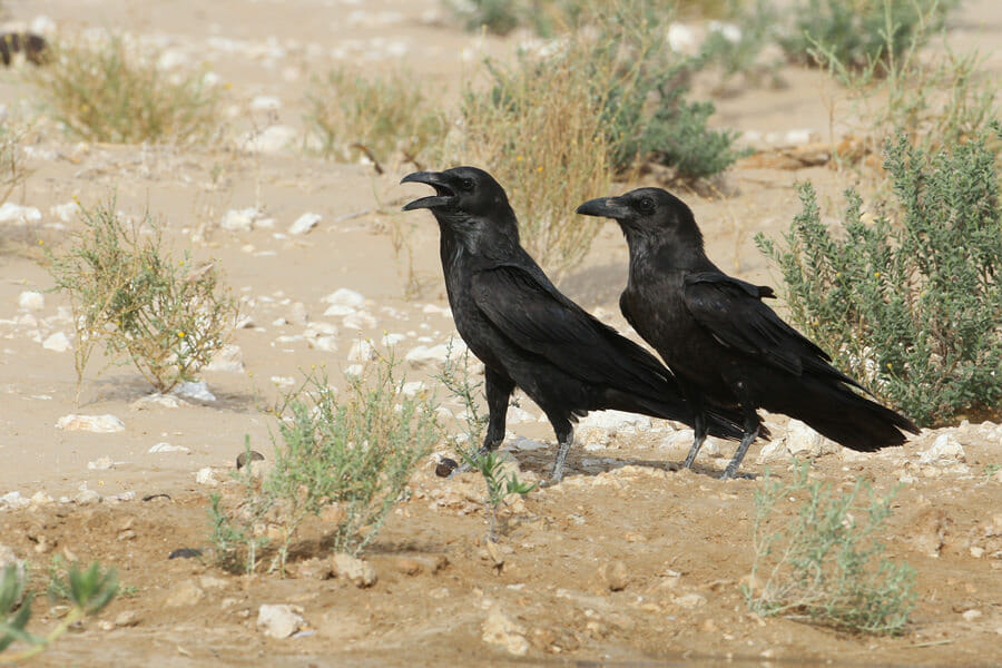 Birds of Kuwait - Bird Sightings from Kuwait - Birding Tours