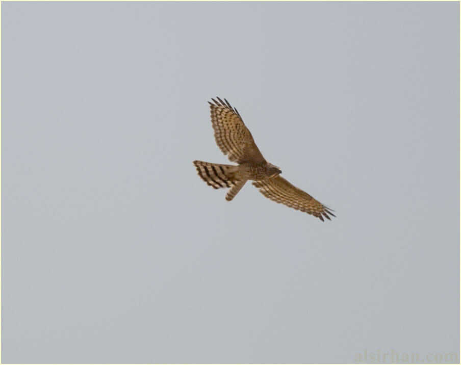 28/09/2015 at Al-Abraq – Birds of Kuwait | Bird Sightings from Kuwait