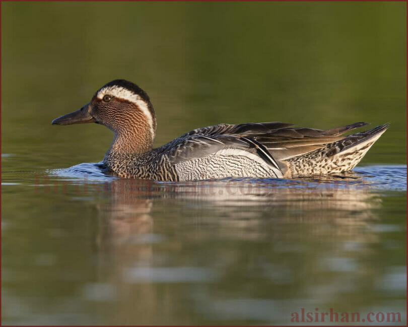 Kuwait Bird Gallery | The most complete bird gallery of Kuwait Birds