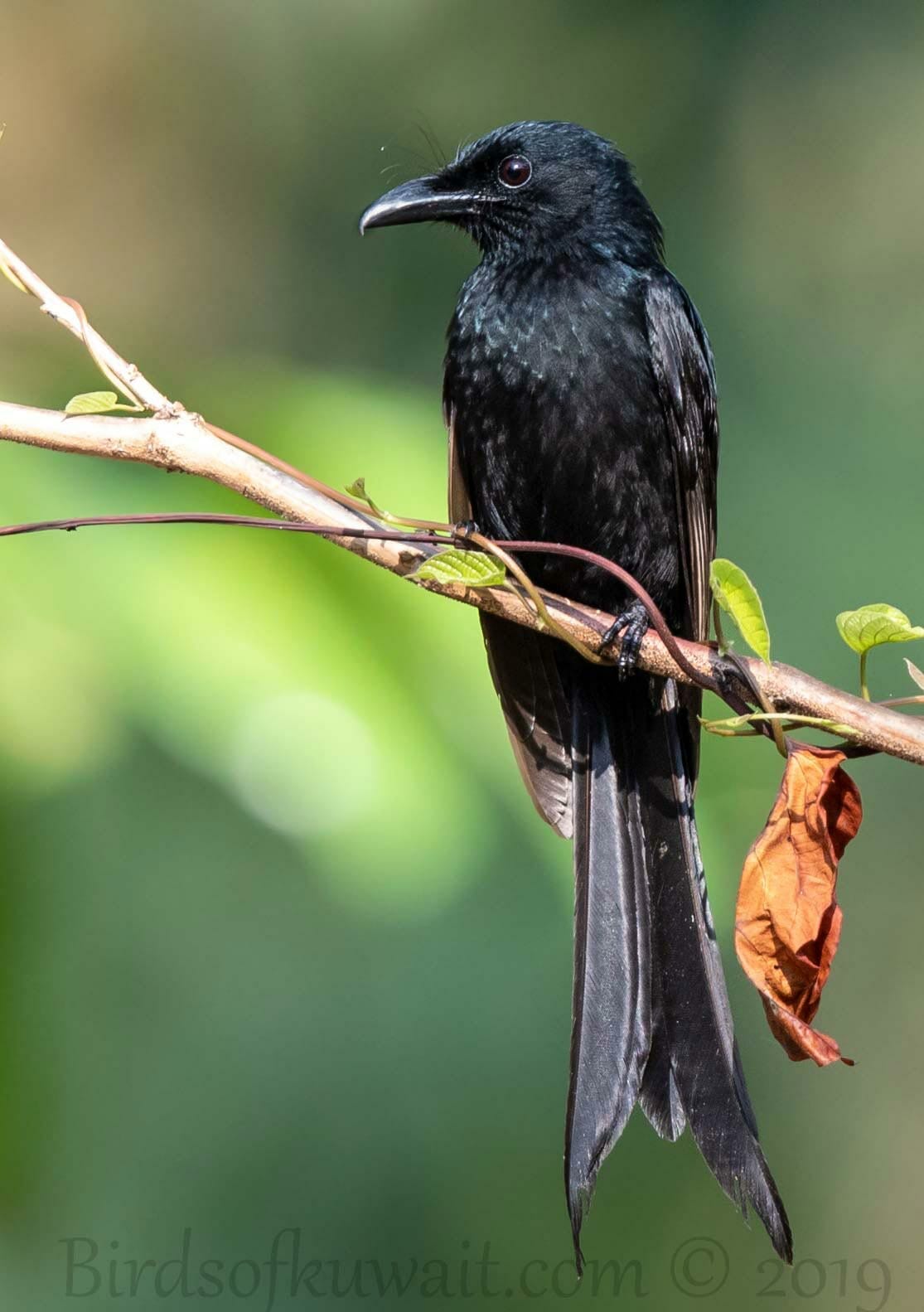 Andaman Drongo Dicrurus andamanensis – Bird Sightings from Kuwait