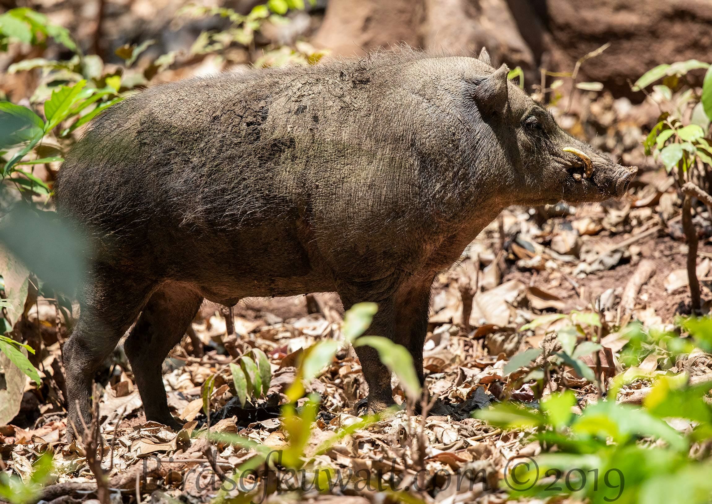 Andaman Wild Pig Sus scrofa andamanensis – Bird Sightings from Kuwait
