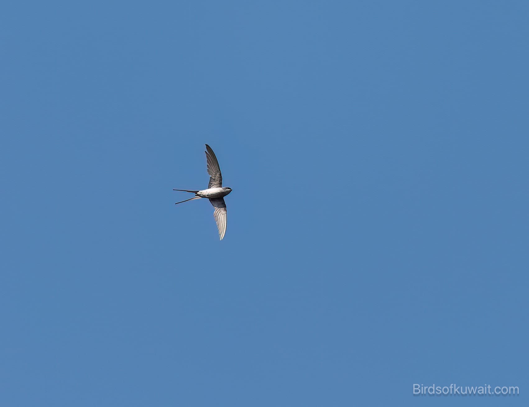 Crested Treeswift Hemiprocne coronata – Birds of Kuwait | Bird ...