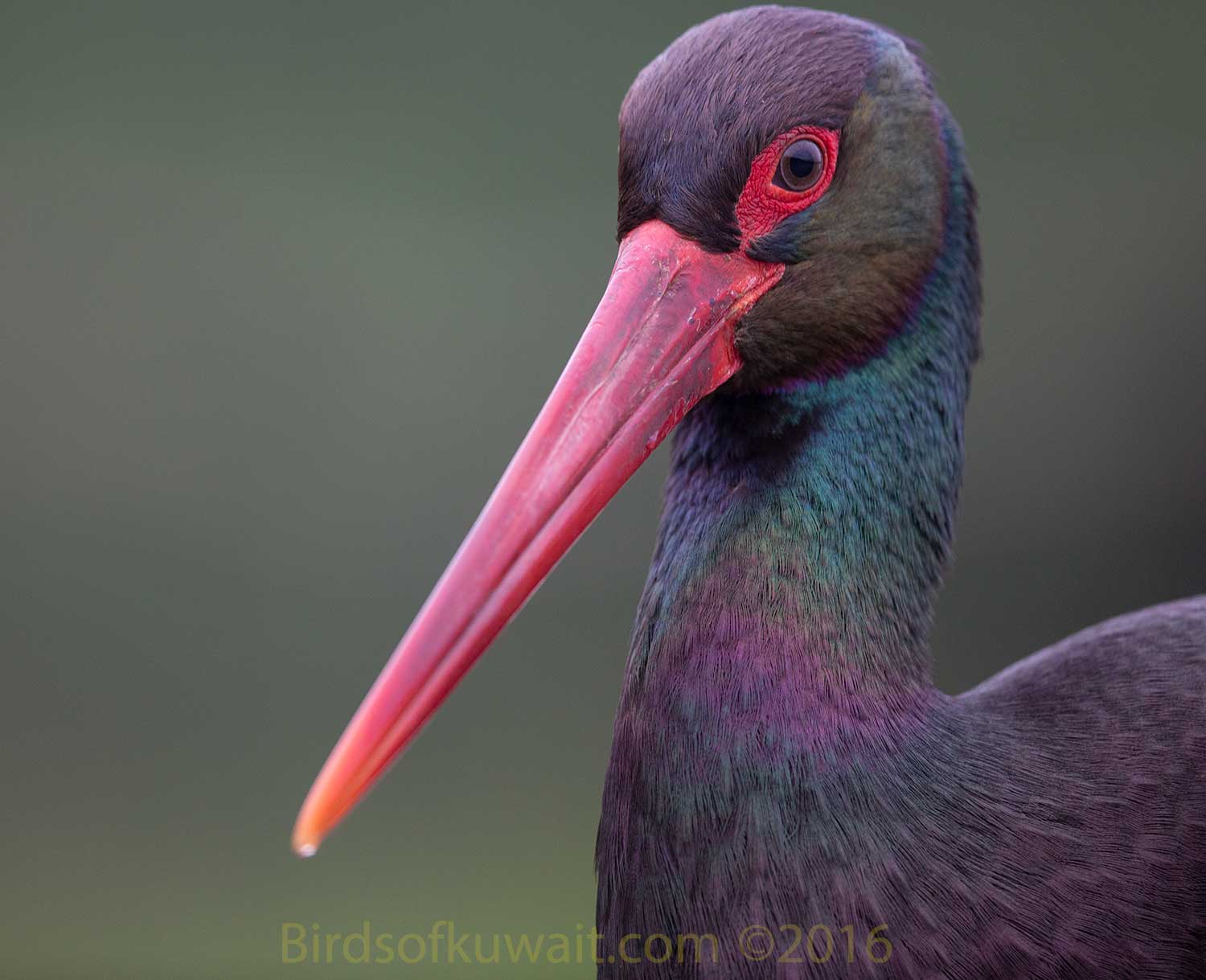 Black Stork Ciconia nigra – Bird Sightings from Kuwait