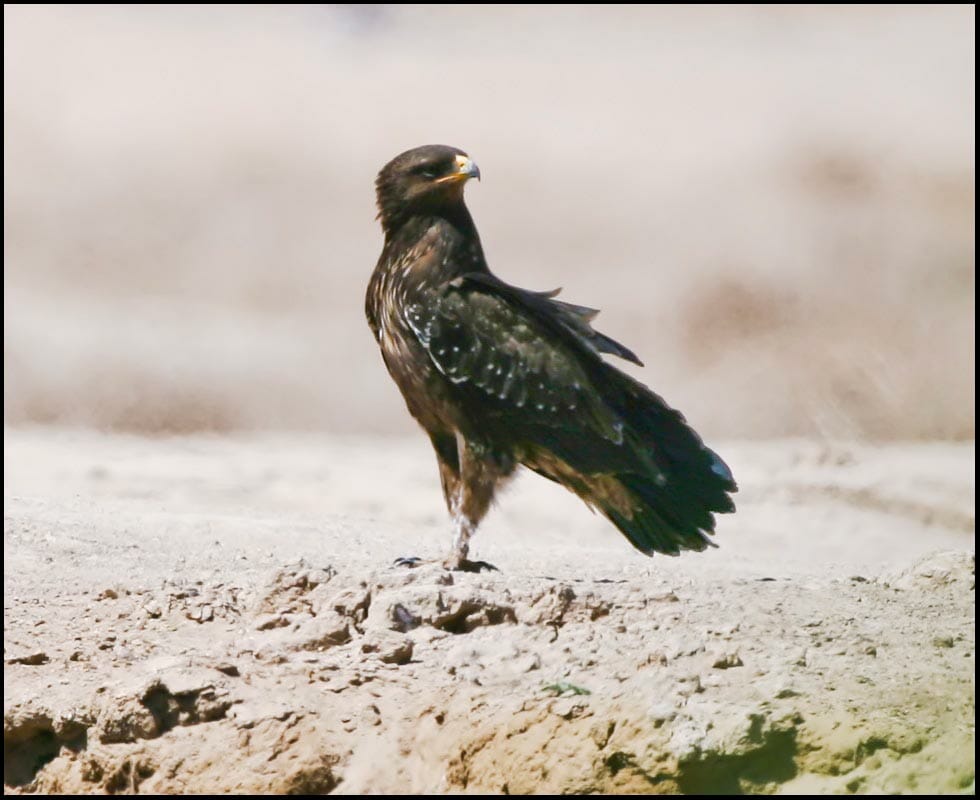 Lesser Spotted Eagle | Birds of Kuwait | Bird Sightings from Kuwait