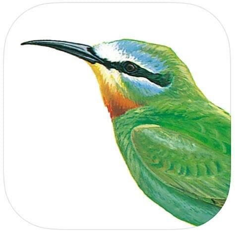 Birds of Kuwait | Bird Sightings from Kuwait – Bird of Kuwait Sightings ...