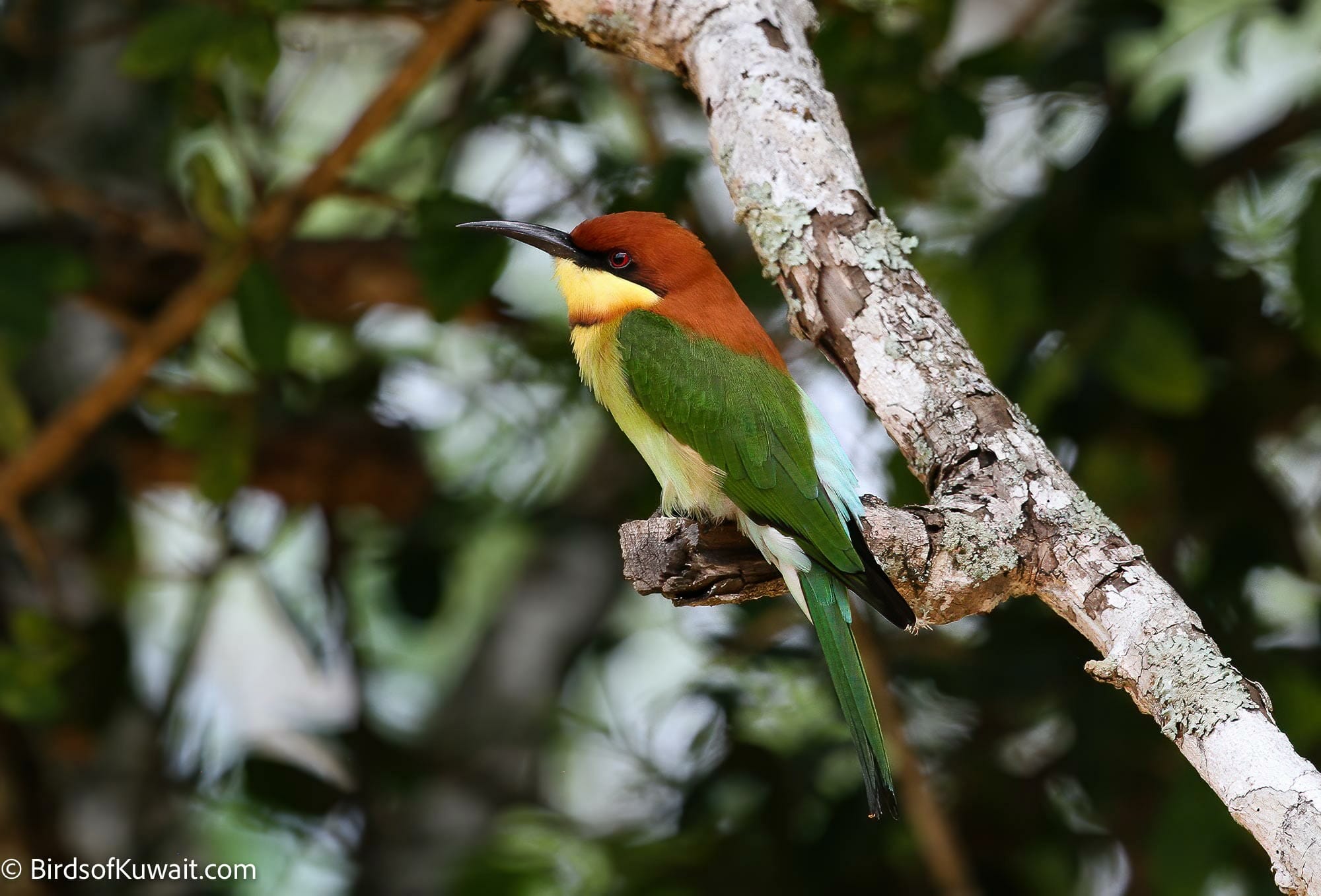 Chestnut-headed Bee-eater Merops leschenaulti – Bird Sightings from Kuwait