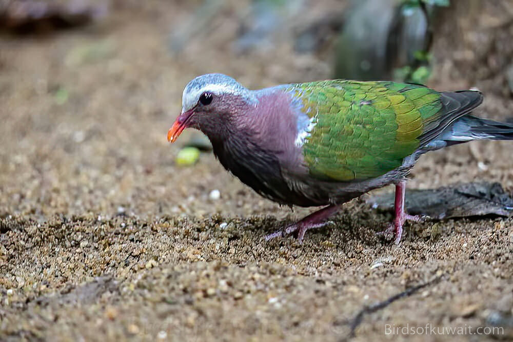 Asian Emerald Dove Chalcophaps indica – Bird Sightings from Kuwait