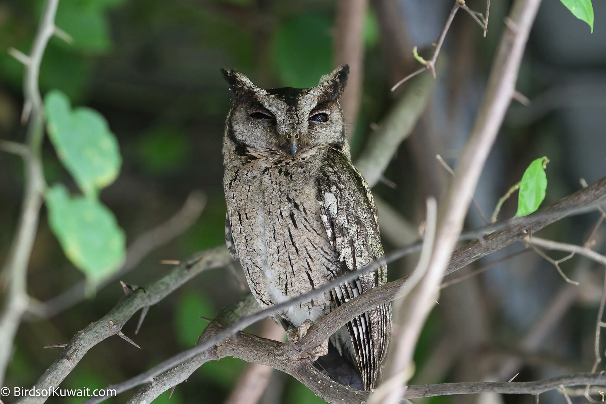 Indian Scops Owl Otus bakkamoena – Birds of Kuwait | Bird Sightings ...