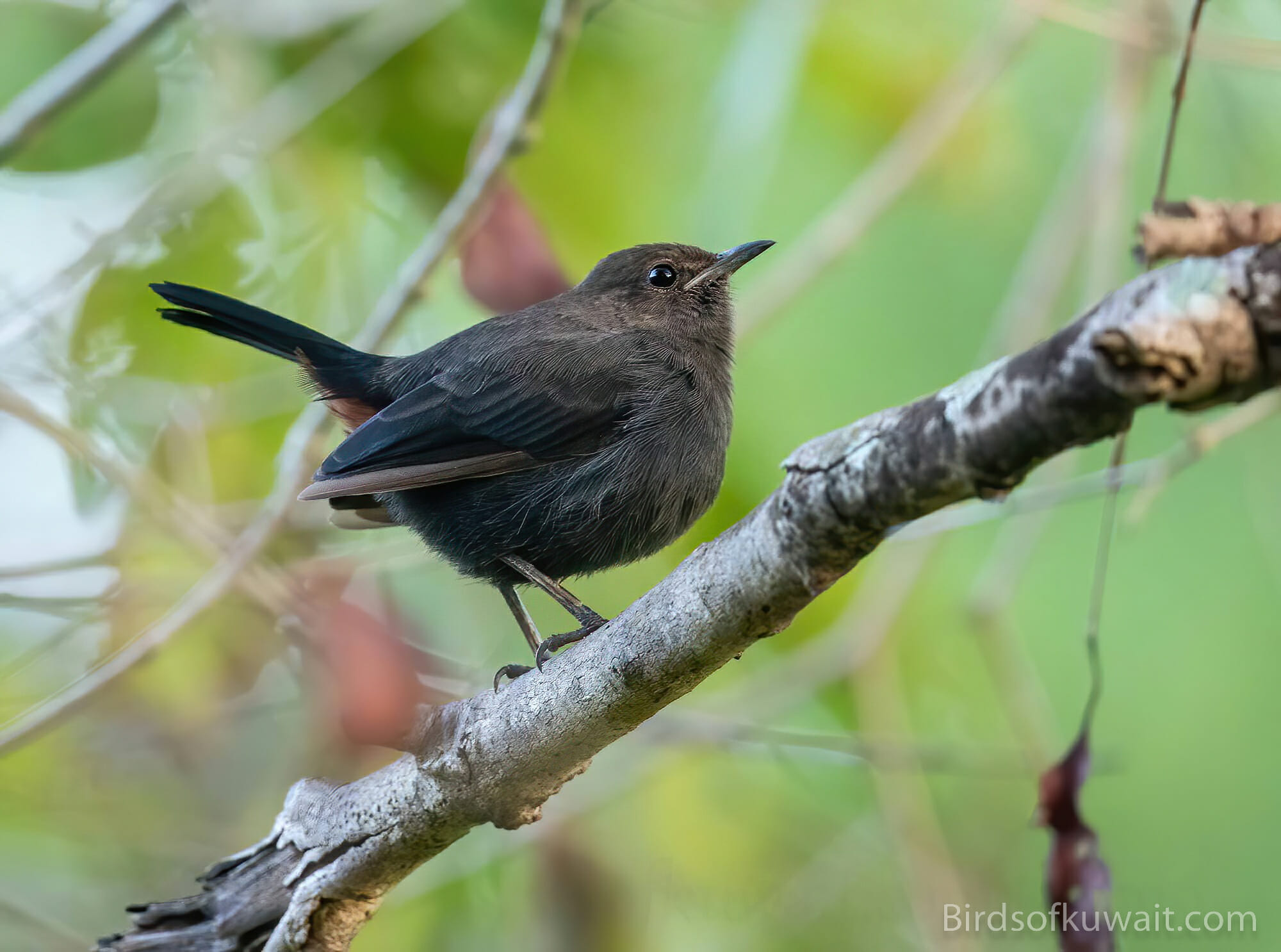 Indian Robin Copsychus fulicatus – Bird Sightings from Kuwait