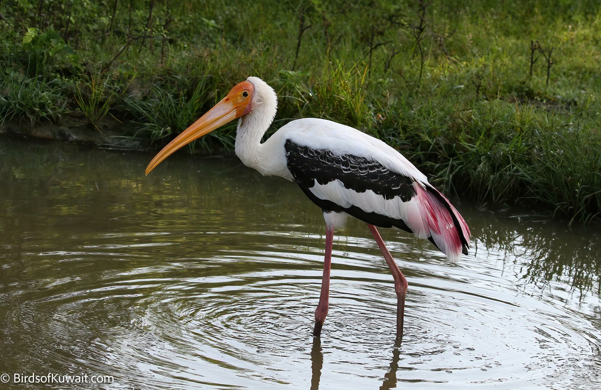 Painted Stork Mycteria leucocephala – Bird Sightings from Kuwait