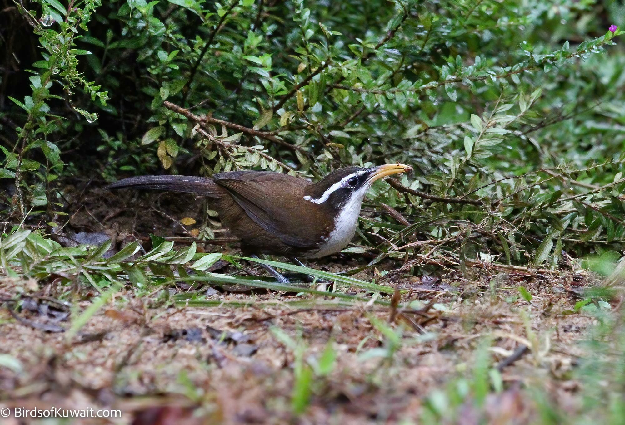 Sri Lanka Scimitar-Babbler Pomatorhinus melanurus – Bird Sightings from ... Sri Lanka Scimitar-Babbler Pomatorhinus melanurus – Bird Sightings from ...