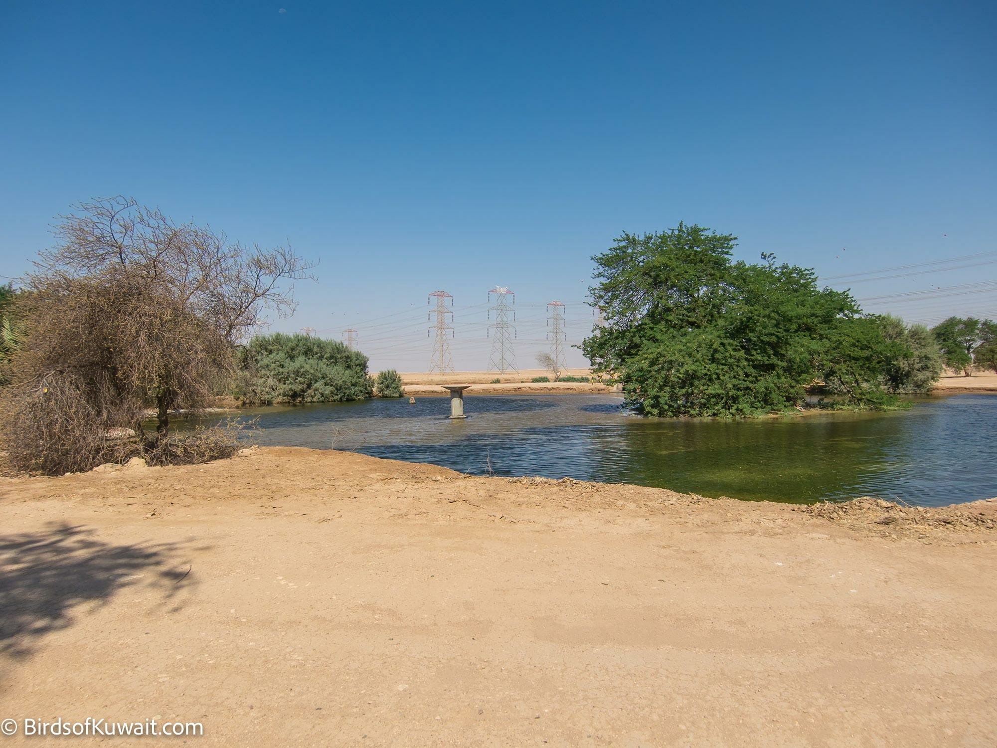Birdwatching Sites in Kuwait | IBA Birding Sites