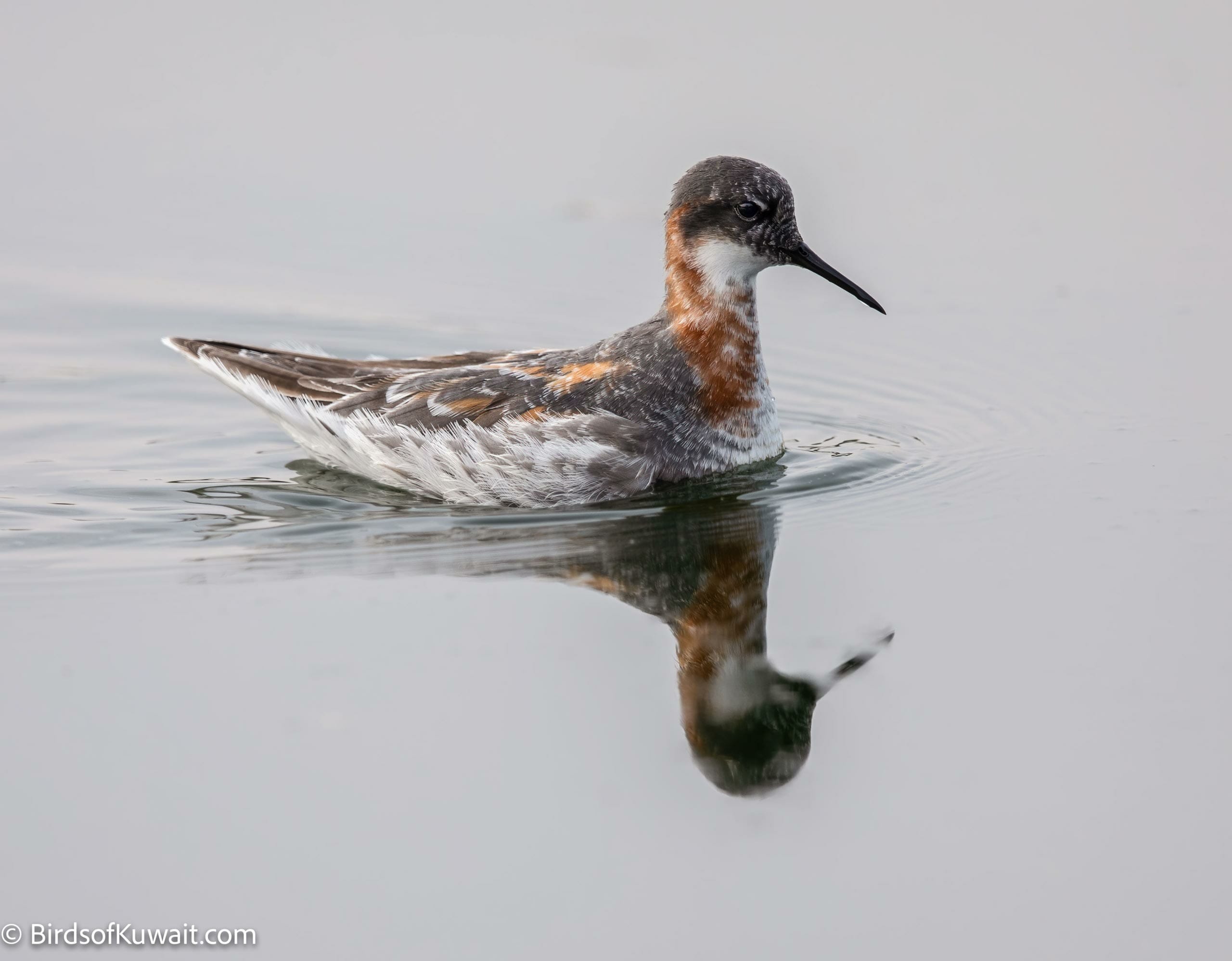 24/04/2021 at Jahra Reserve | Birds of Kuwait | Bird Sightings from Kuwait