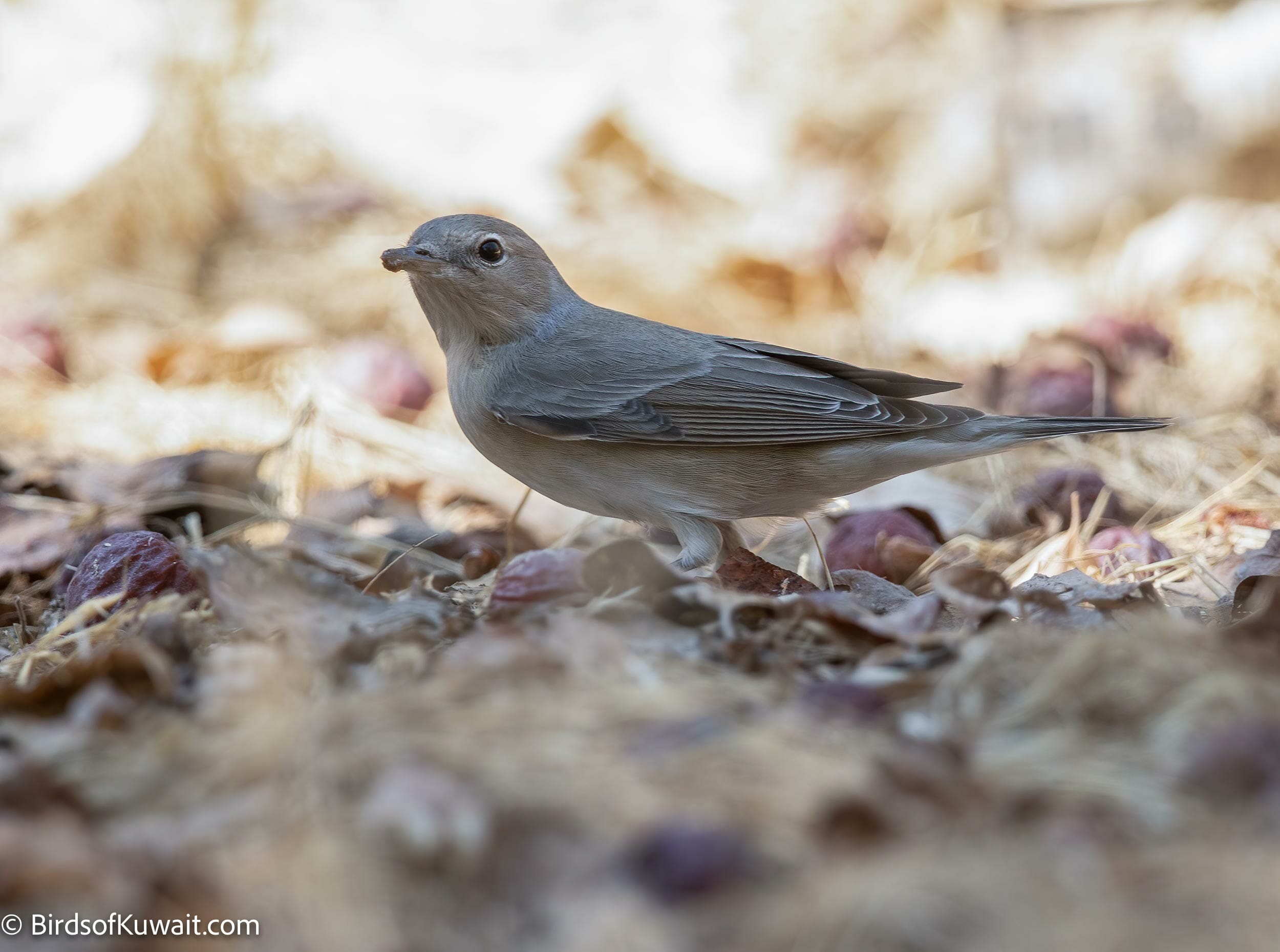 Garden Warbler | Birds of Kuwait | Bird Sightings from Kuwait