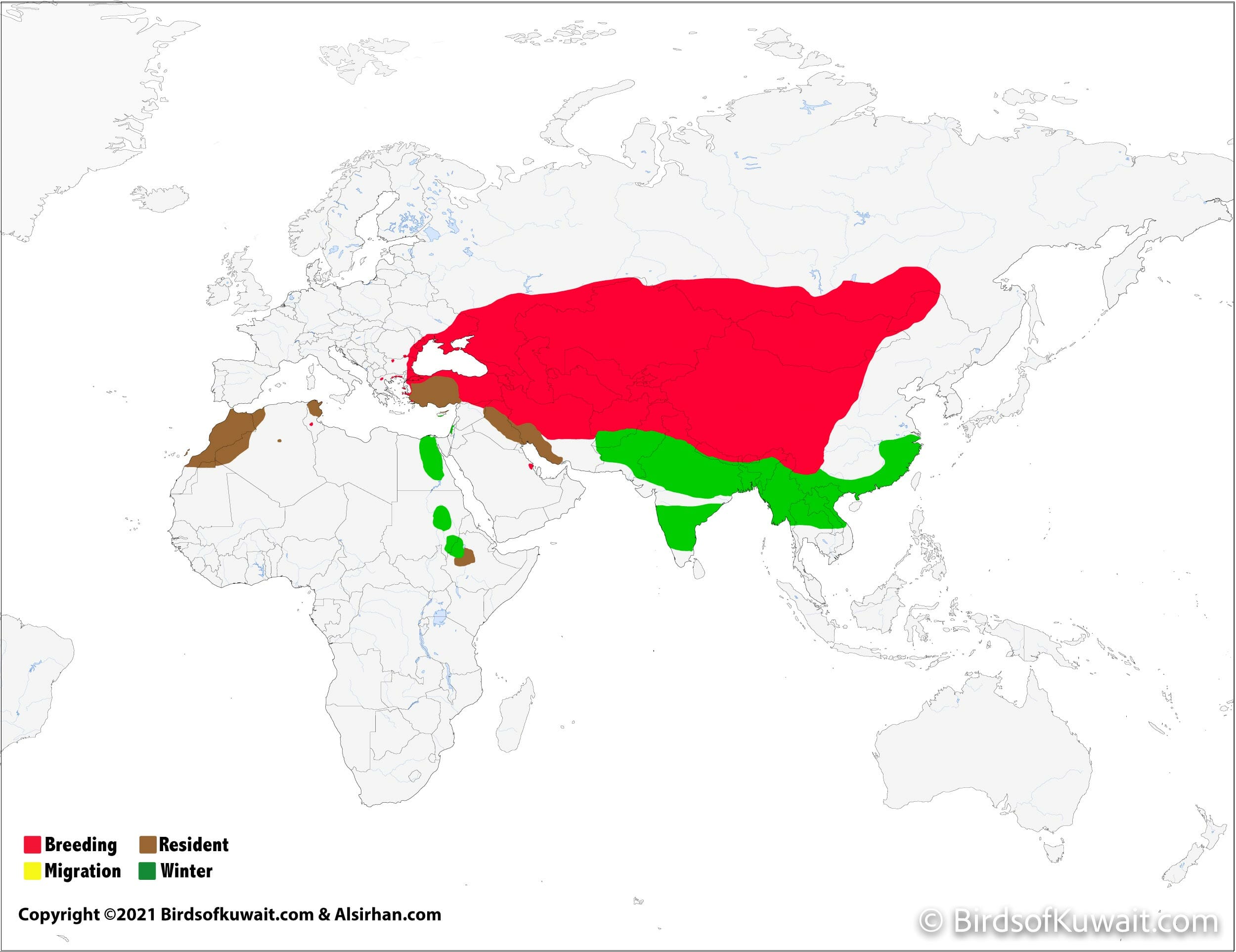 Birds of Kuwait - Bird Sightings from Kuwait - Birding Tours