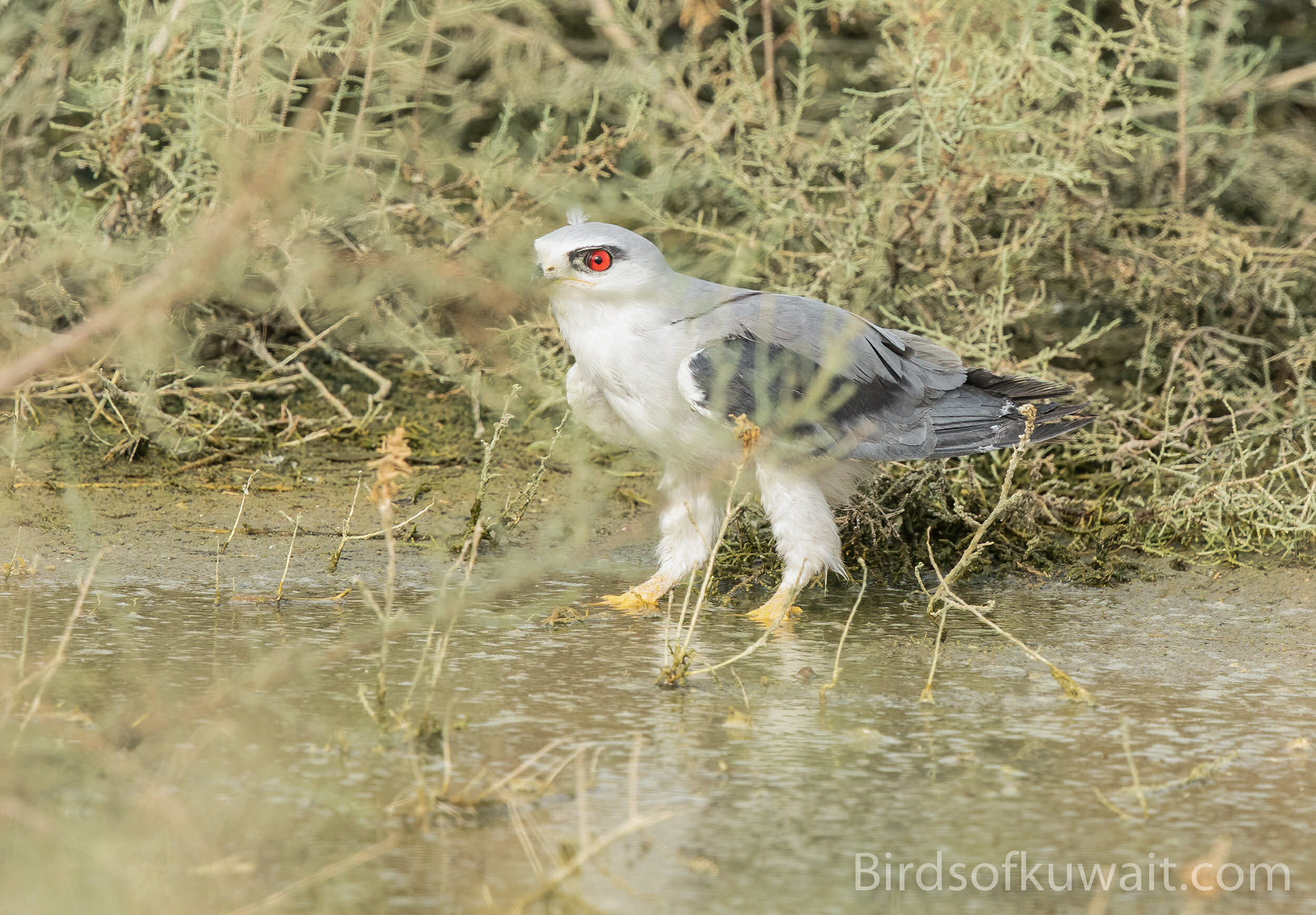 Black-winged Kite Elanus caeruleus – Bird Sightings from Kuwait