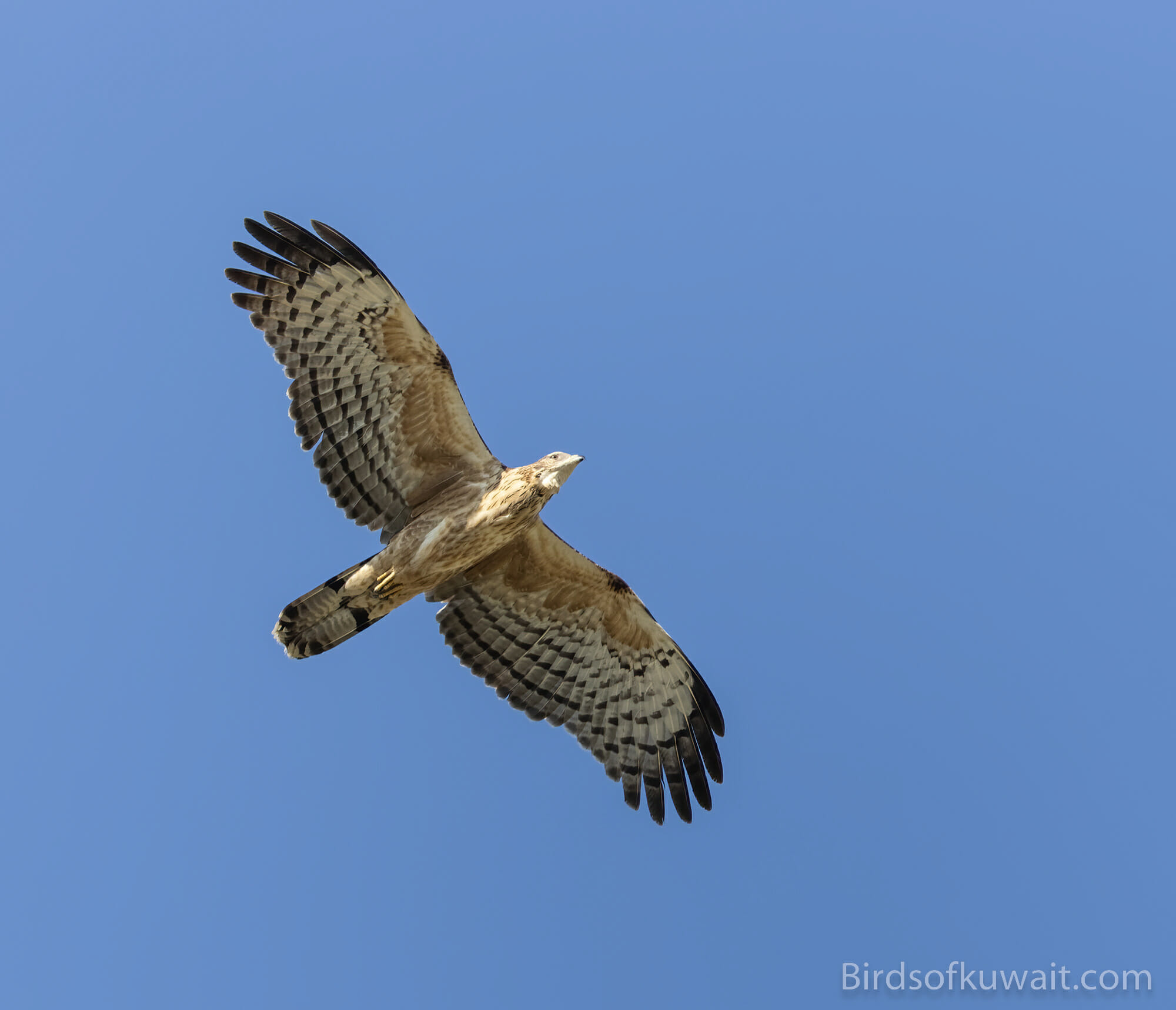 Crested Honey Buzzard Pernis ptilorhynchus – Birds of Kuwait | Bird ...