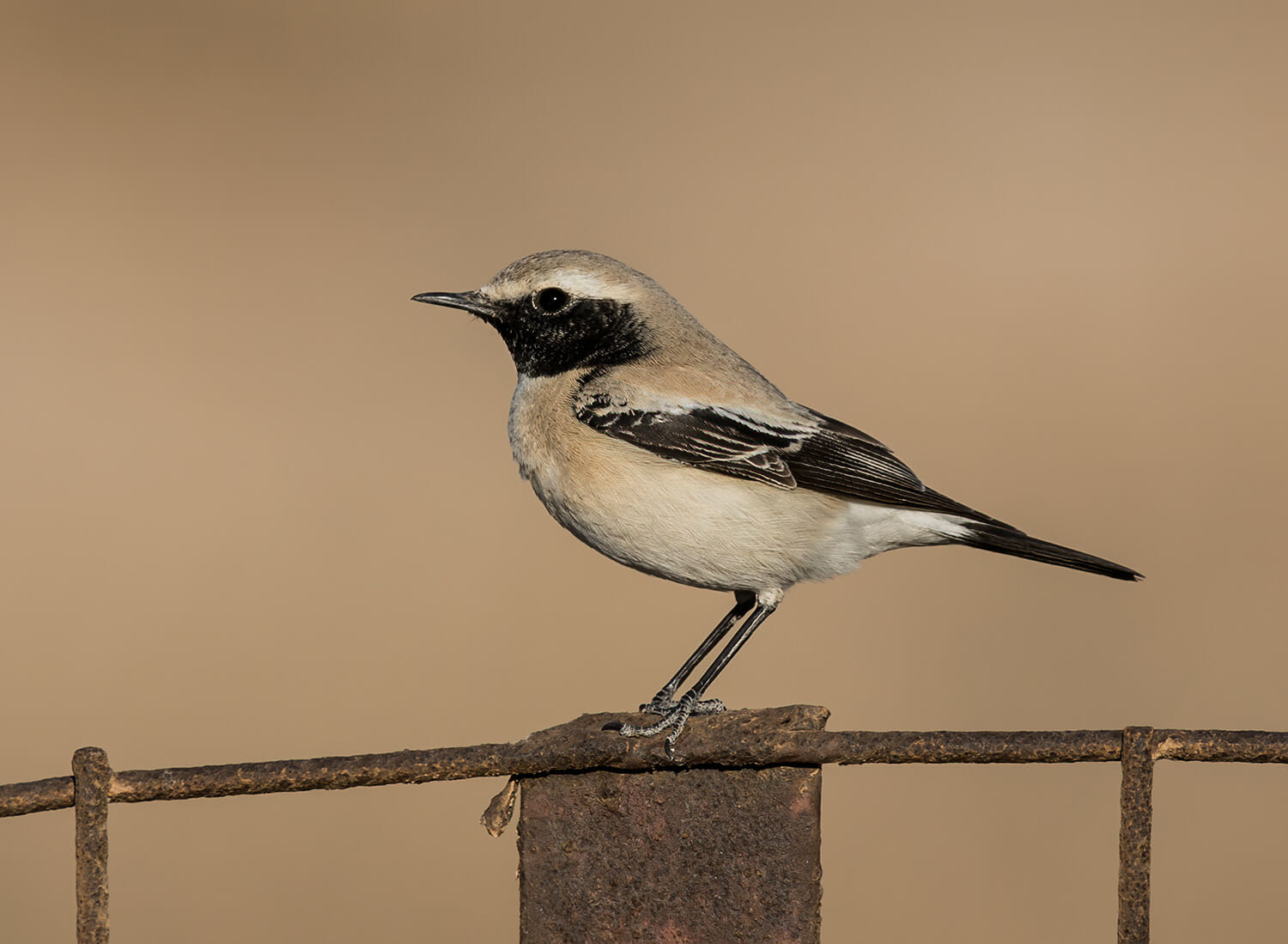 Tour Enquiry | Birds of Kuwait | Bird Sightings from Kuwait