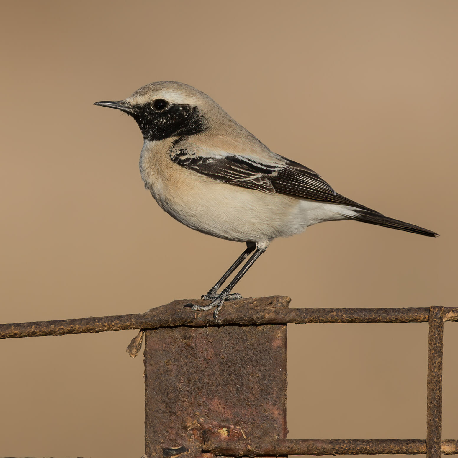 Vagrant Birds - Arabic | Birds of Kuwait | Bird Sightings from Kuwait