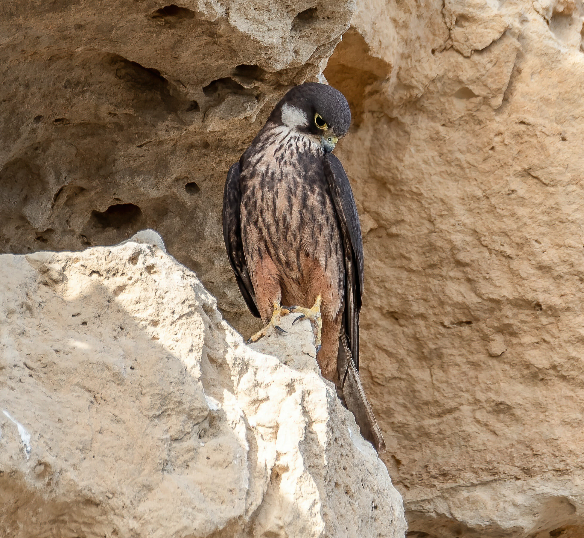 Eleonora’s Falcon – Birds of Kuwait | Bird Sightings from Kuwait