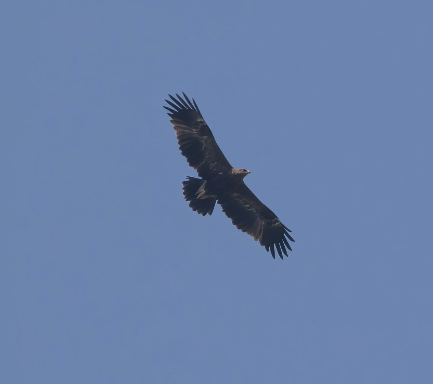 Lesser Spotted Eagle | Birds of Kuwait | Bird Sightings from Kuwait