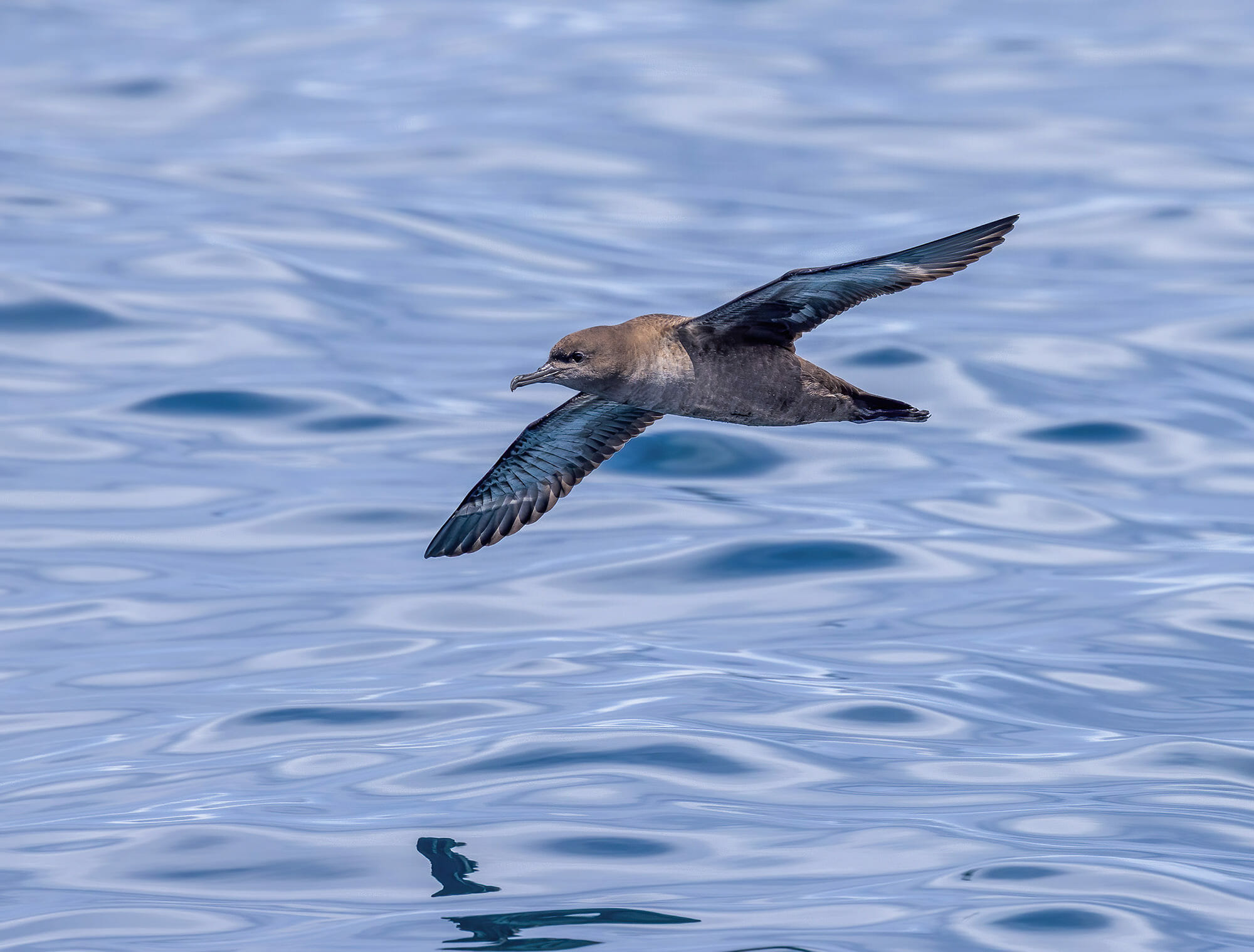 Short-tailed Shearwater Ardenna tenuirostris – Bird Sightings from Kuwait
