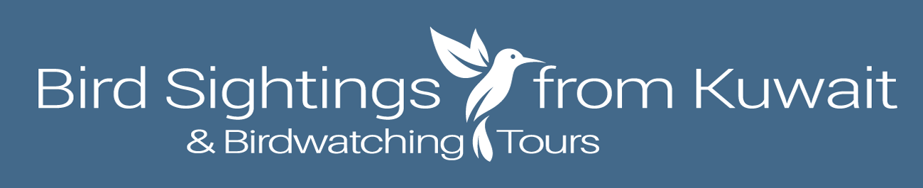 Birds of Kuwait | Bird Sightings from Kuwait – Bird of Kuwait Sightings ...