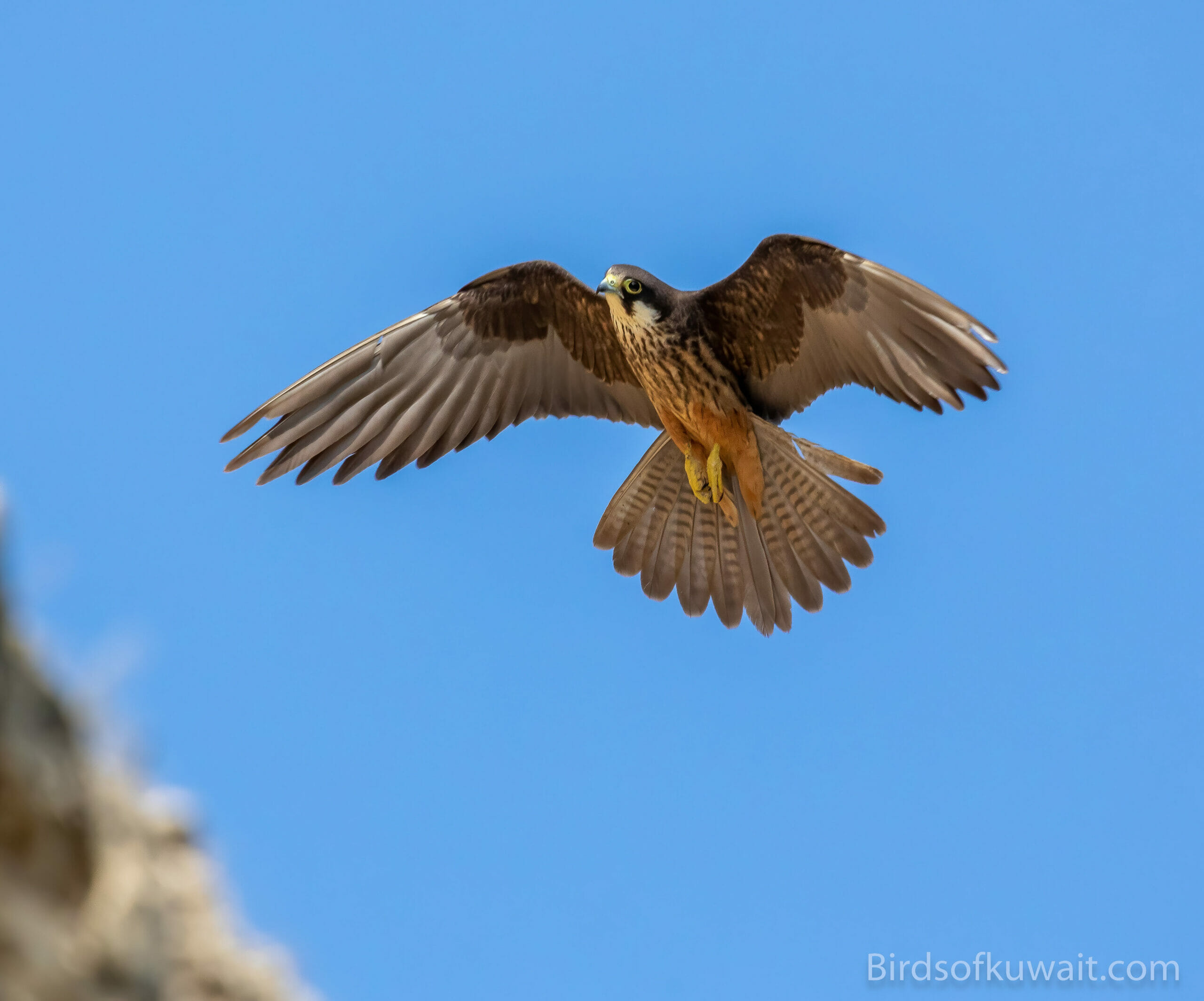 Eleonora’s Falcon – Birds of Kuwait | Bird Sightings from Kuwait