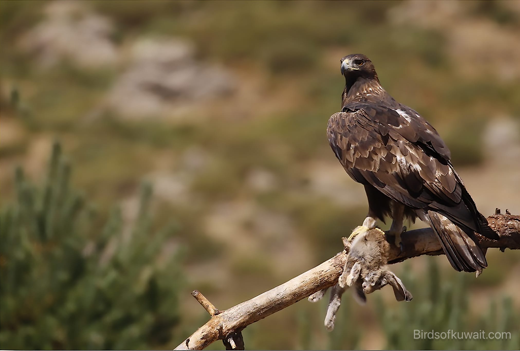 Golden Eagle – Birds of Kuwait | Bird Sightings from Kuwait