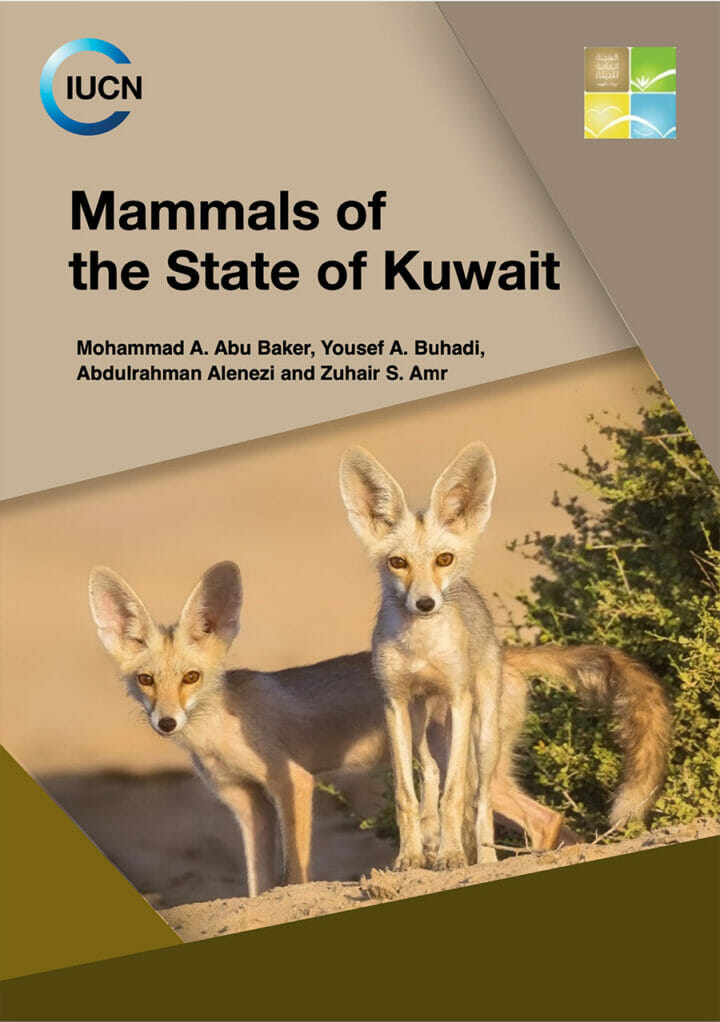 Birds of Kuwait | Bird Sightings from Kuwait – Bird of Kuwait Sightings ...