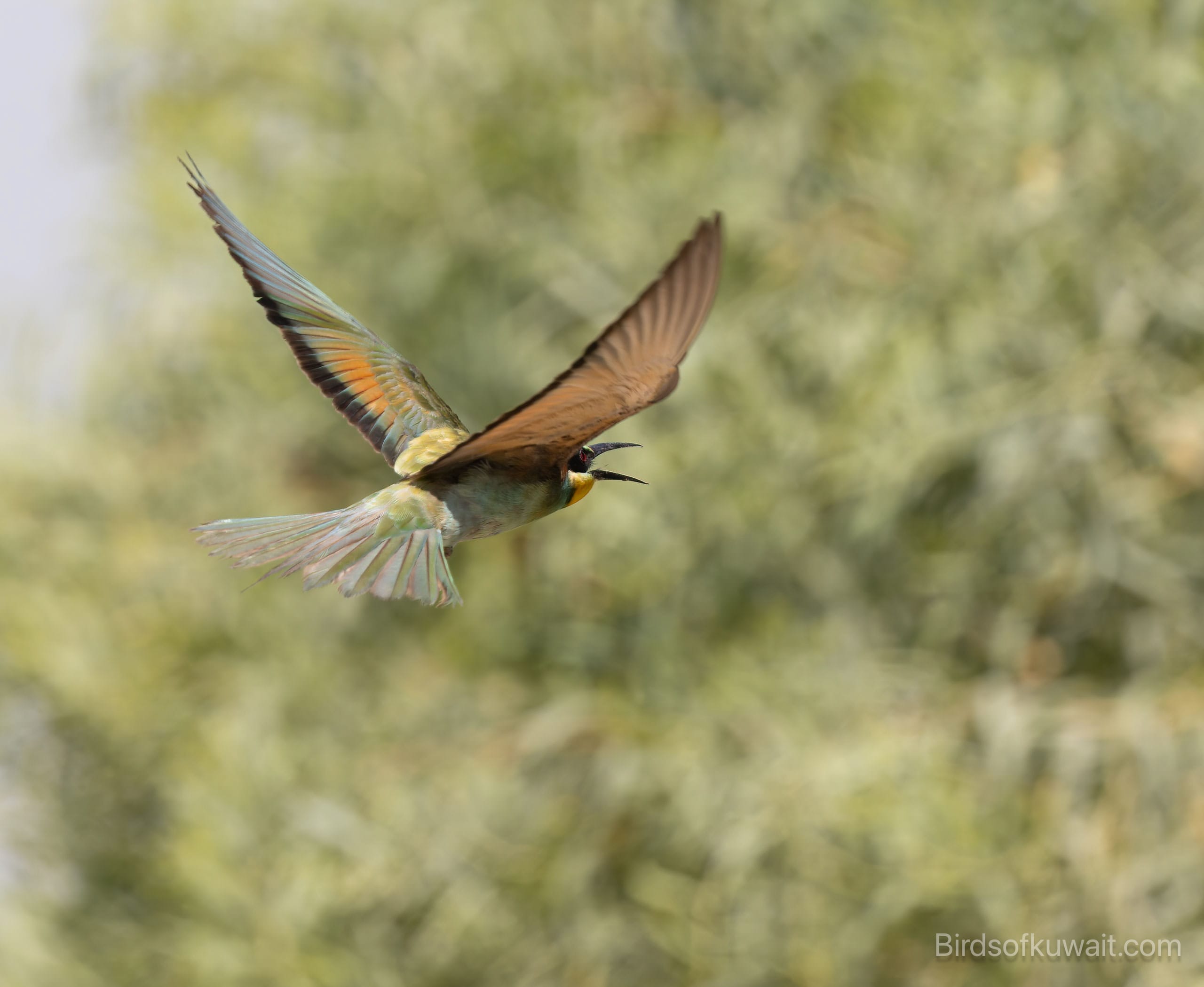 Birds of Kuwait - Bird Sightings from Kuwait - Birding Tours