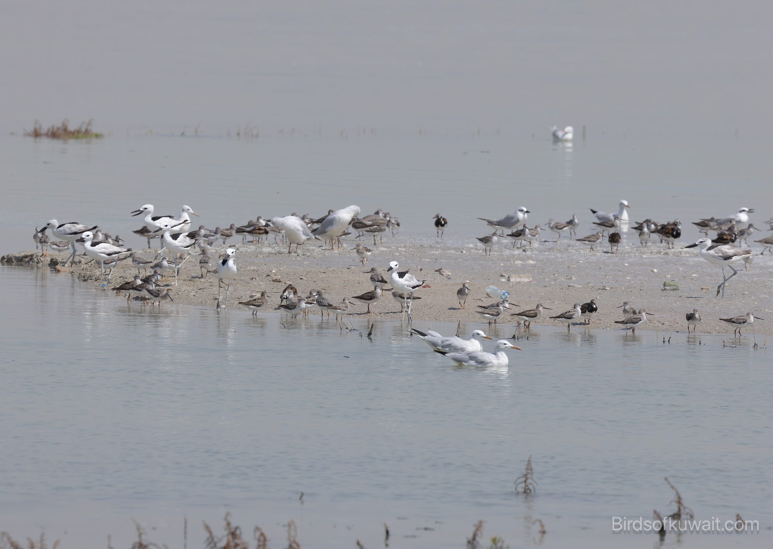 Terek Sandpiper Xenus cinereus – Birds of Kuwait | Bird Sightings from ...