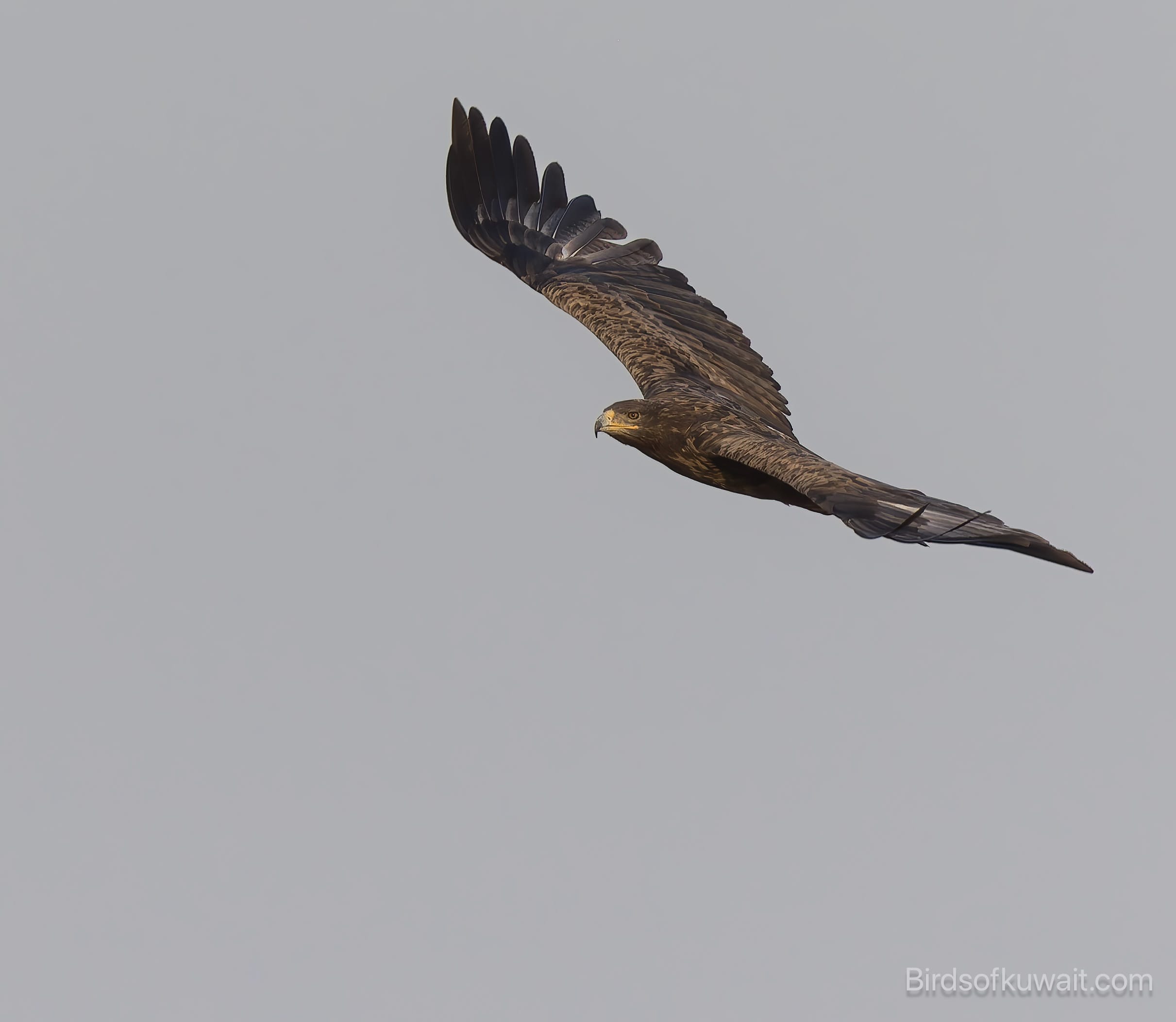Steppe Eagle Aquila nipalensis – Birds of Kuwait | Bird Sightings from ...