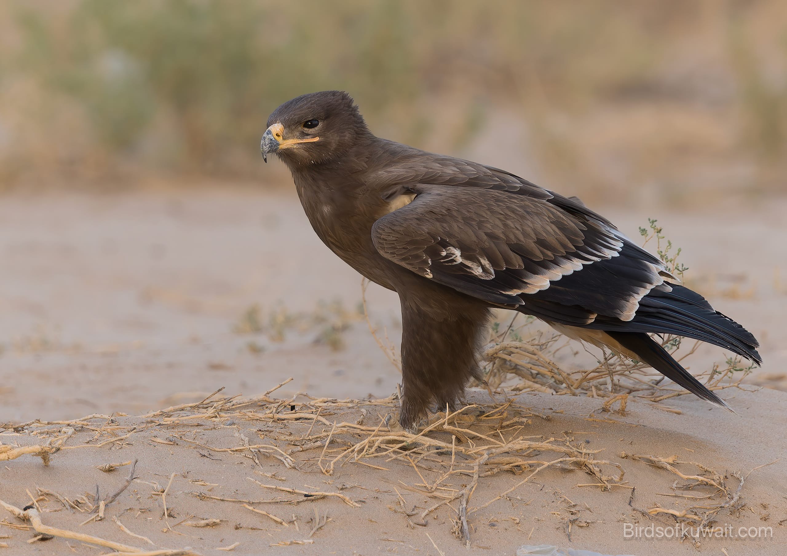 Birds of Kuwait - Bird Sightings from Kuwait - Birding Tours
