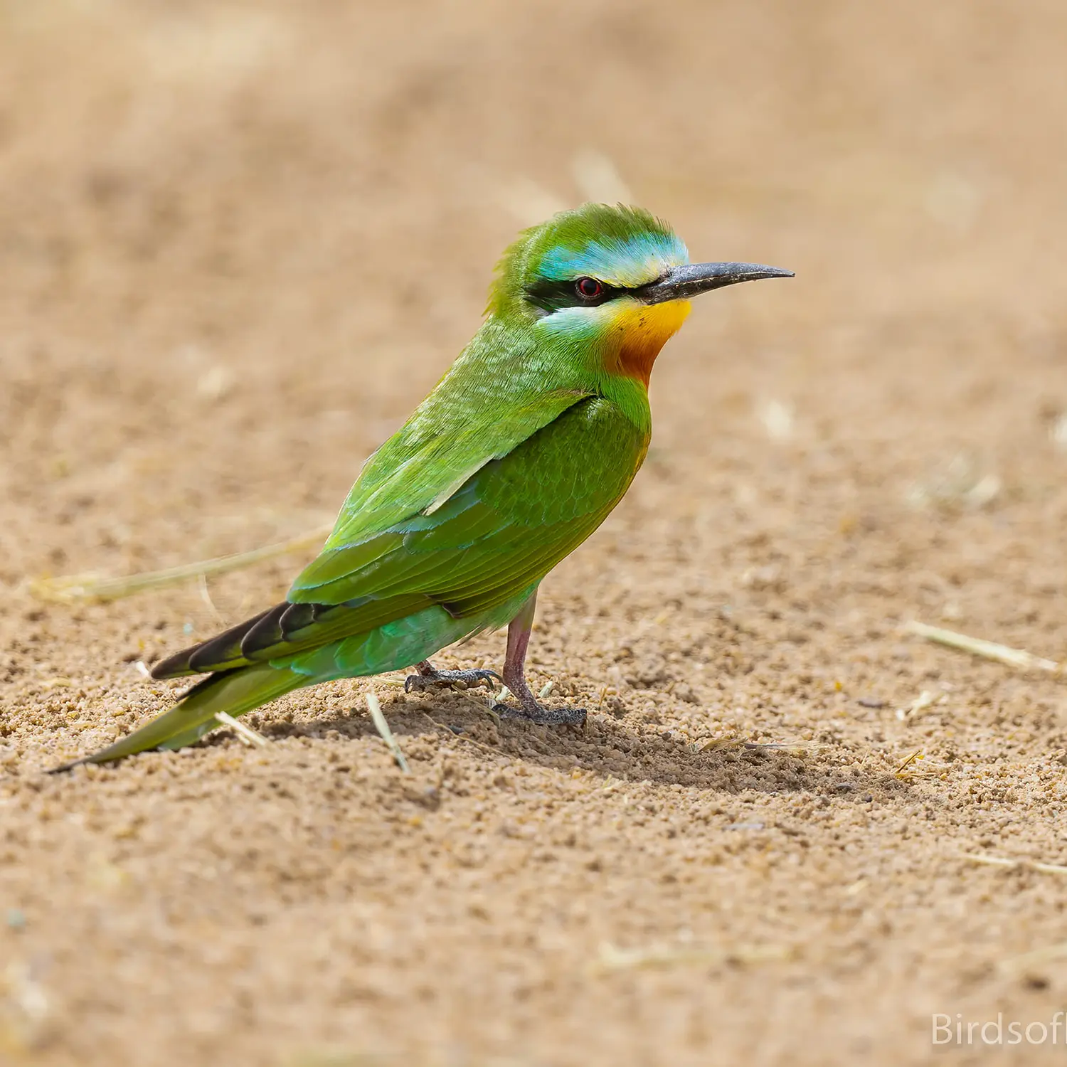 Kuwait Bird List | The Official List of Kuwait Birds