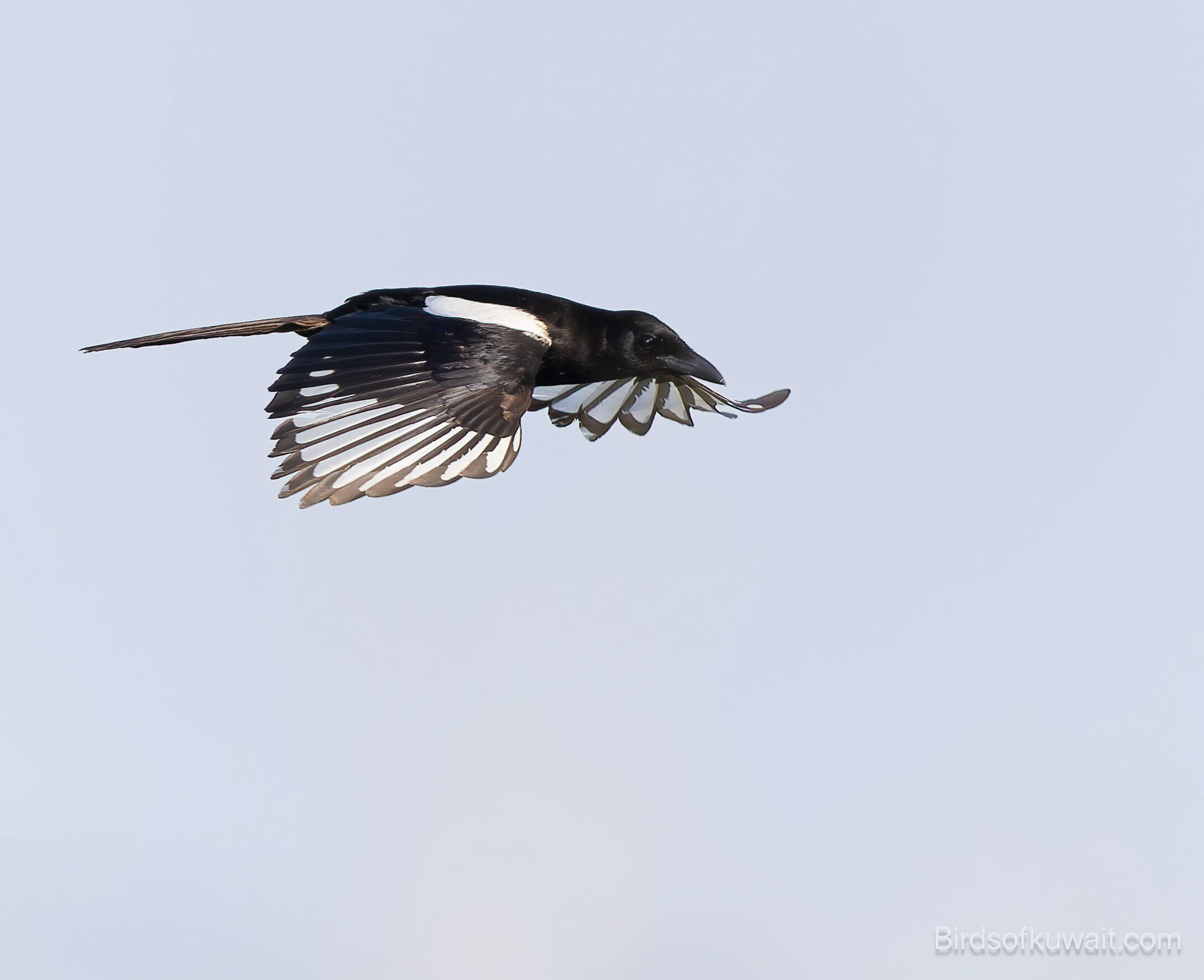 Birds of Kuwait | Bird Sightings from Kuwait – Bird of Kuwait Sightings ...