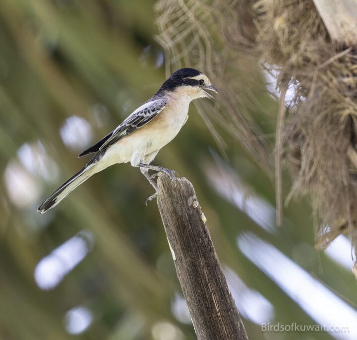 Birds of Kuwait | Bird Sightings from Kuwait – Bird of Kuwait Sightings ...