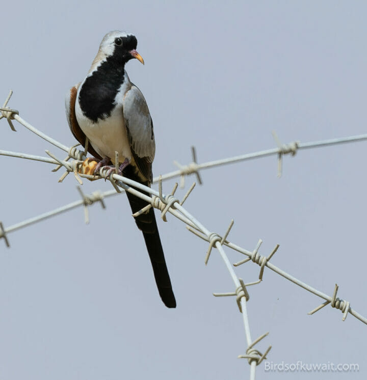 Birds of Kuwait | Bird Sightings from Kuwait – Bird of Kuwait Sightings ...